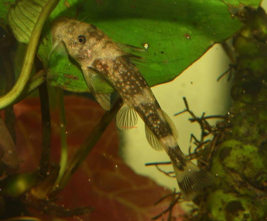 Chiloglanis Polypogon Хилогланис полипогон ВСЕ О ПРЕСНОВОДНЫХ РЫБАХ