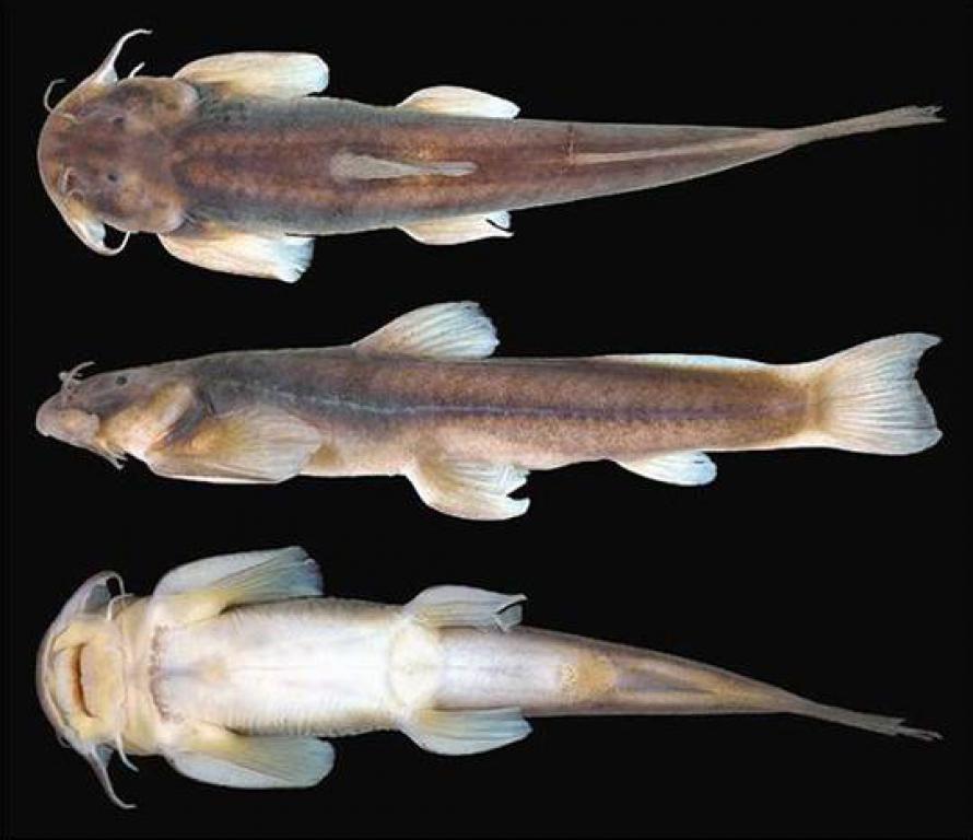 Exostoma sawmteai (Экзостома саумтеа) | ВСЕ О ПРЕСНОВОДНЫХ РЫБАХ