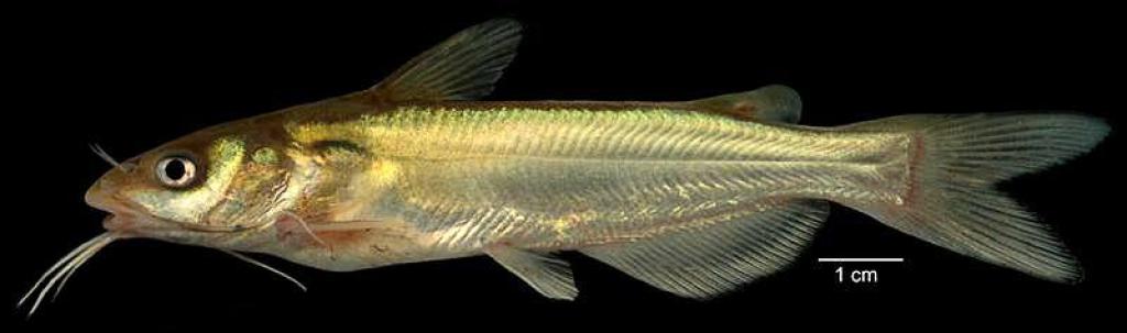 Ictalurus lupus (Икталурус лупус) | ВСЕ О ПРЕСНОВОДНЫХ РЫБАХ Ictalurus lupus (Икталурус лупус) | ВСЕ О ПРЕСНОВОДНЫХ РЫБАХ