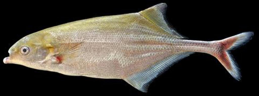 Marcusenius stanleyanus (Маркузениус стенлианус) | ВСЕ О ПРЕСНОВОДНЫХ РЫБАХ