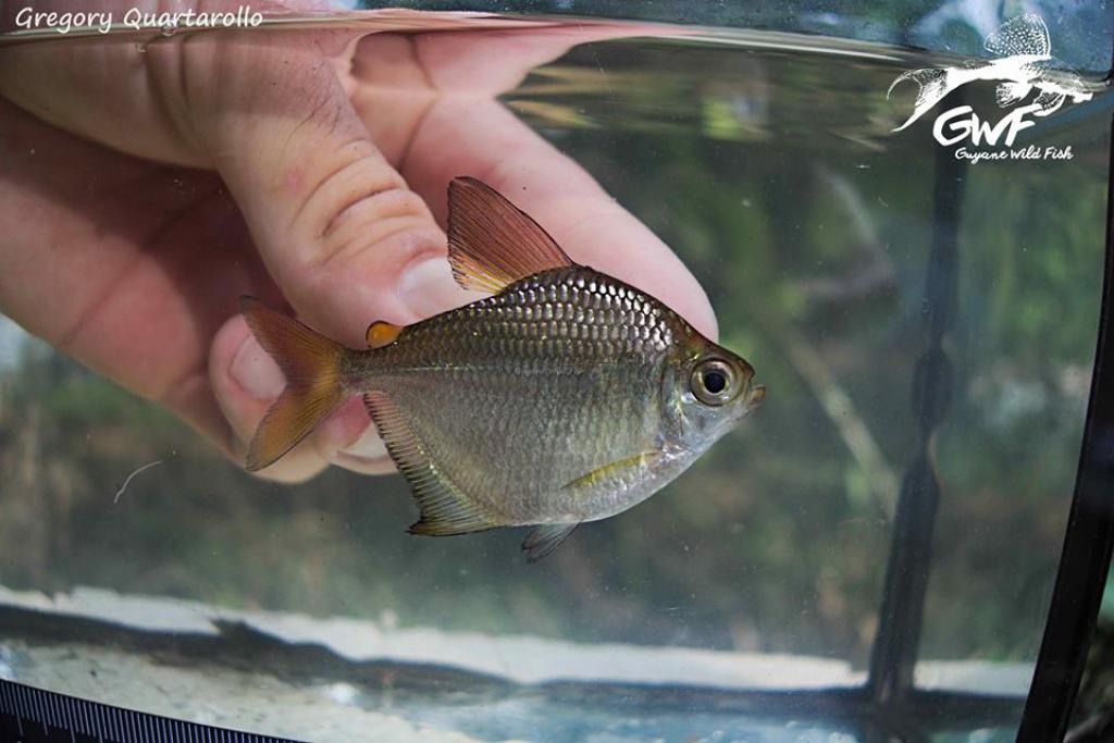 Род Poptella (Поптелла) | ВСЕ О ПРЕСНОВОДНЫХ РЫБАХ