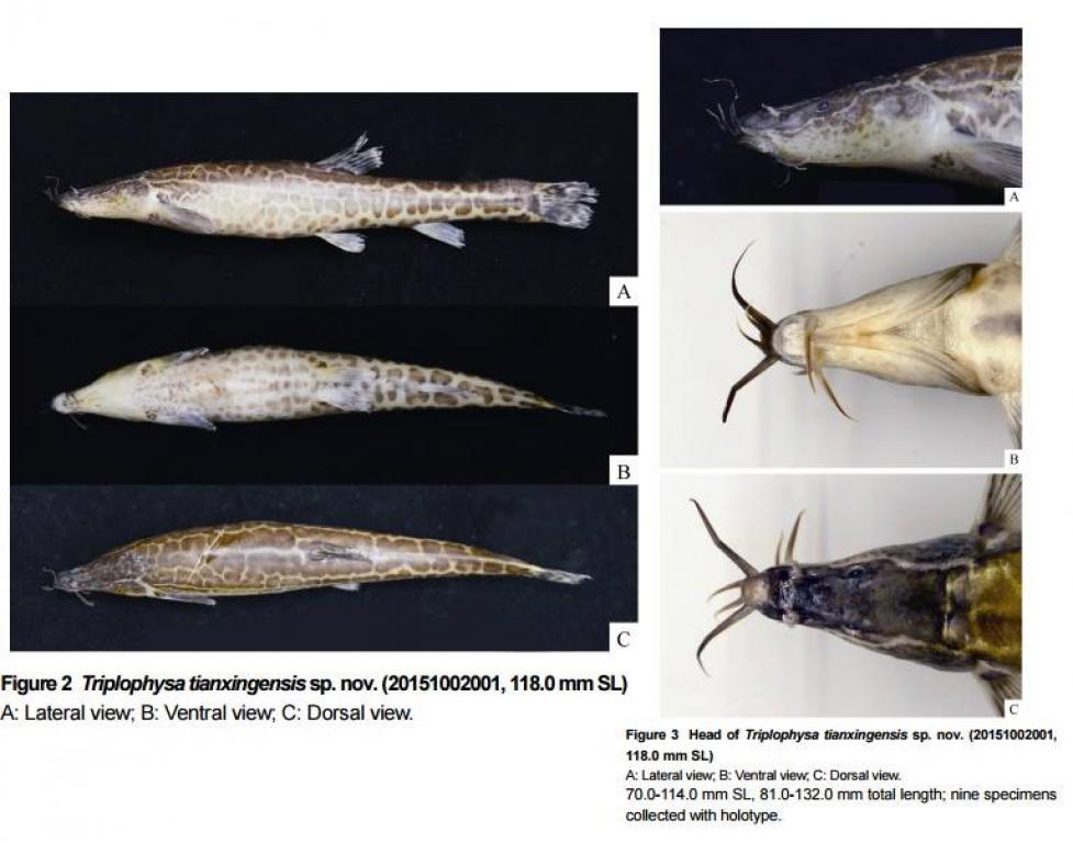 Triplophysa tianxingensis (Триплофиза тианксингензис) | ВСЕ О ...