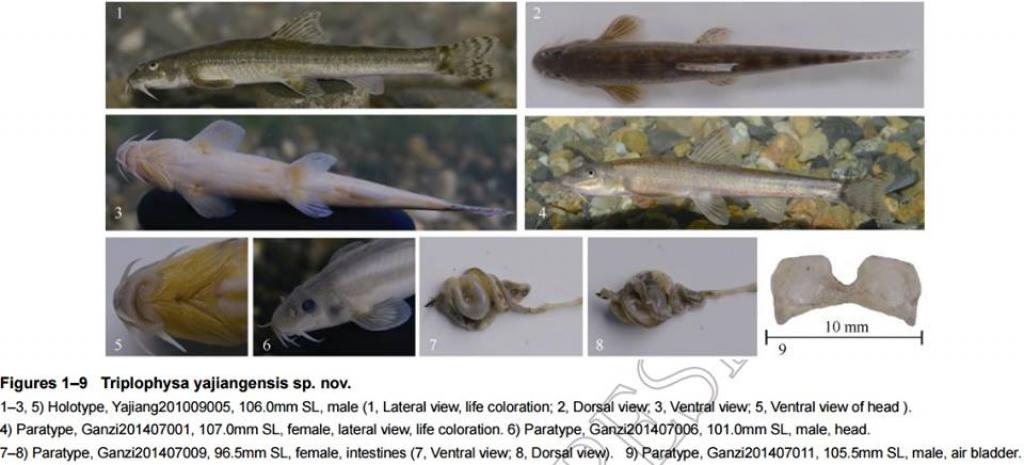 Triplophysa yajiangensis (Триплофиза янгензис) | ВСЕ О ПРЕСНОВОДНЫХ РЫБАХ